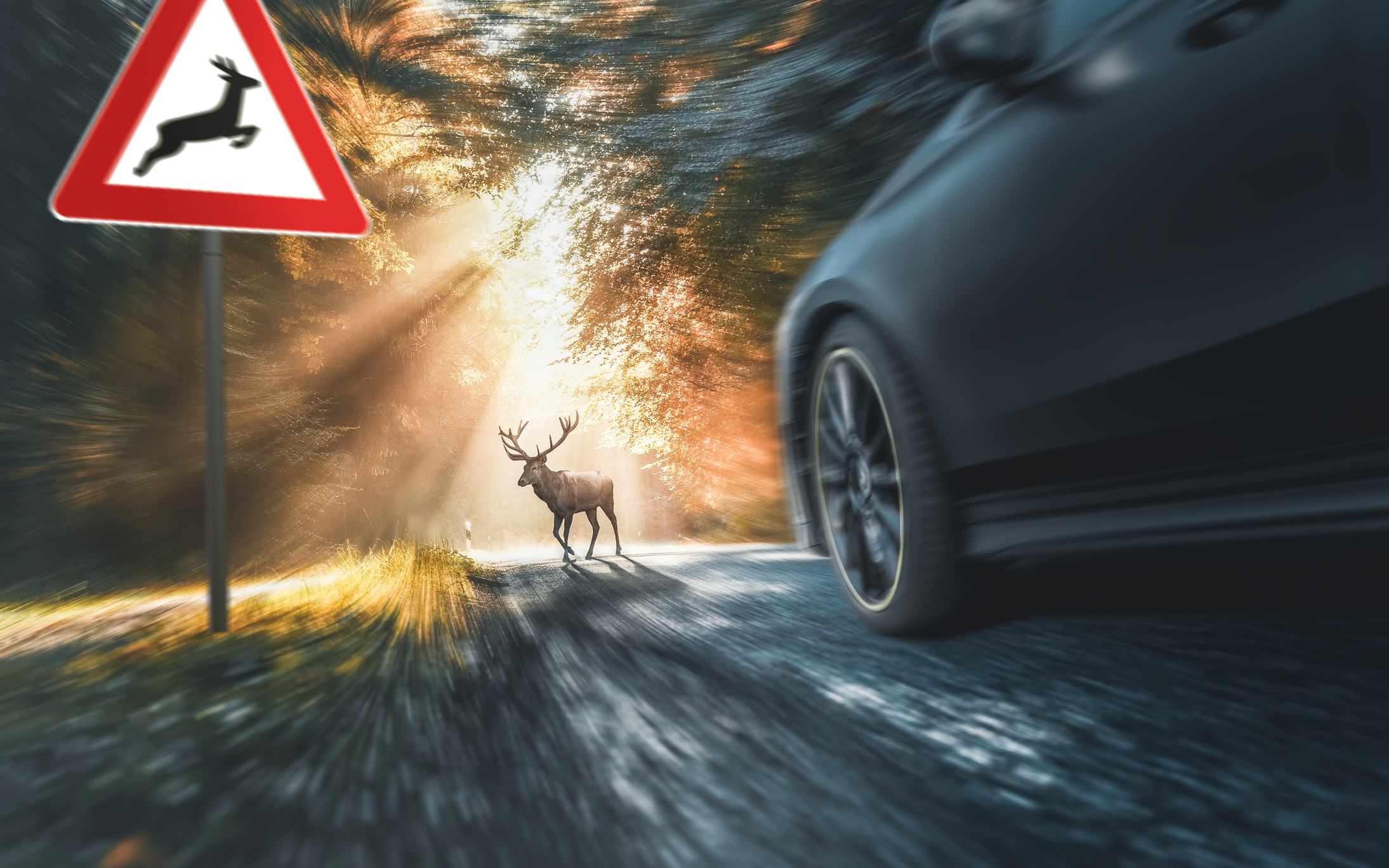 Triple-I Blog | Deer season creates road hazards