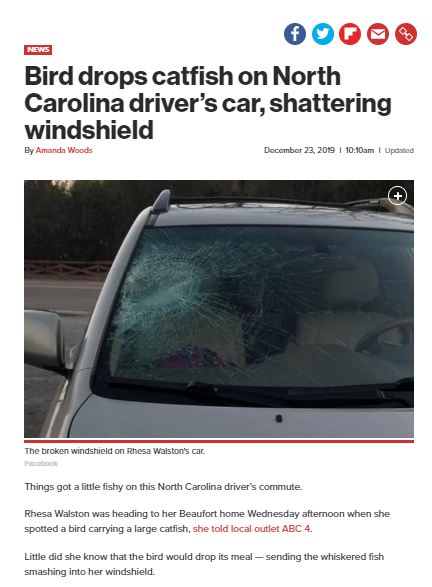 Triple-I Blog | Fish Smashes Windshield; Will Insurance Cover It?
