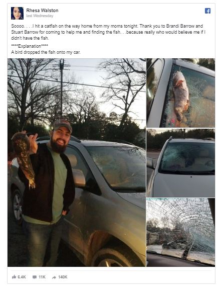 Triple-I Blog | Fish Smashes Windshield; Will Insurance Cover It?