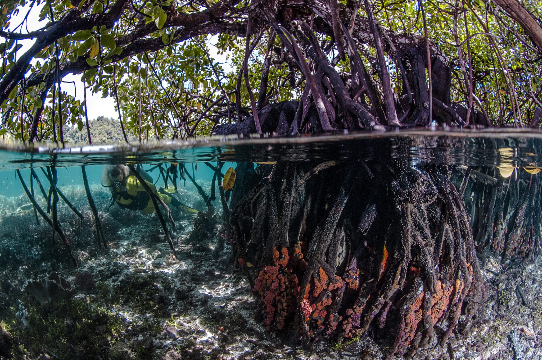 Triple-I Blog | Mangrove Insurance: Parametric + Indemnity May Aid ...