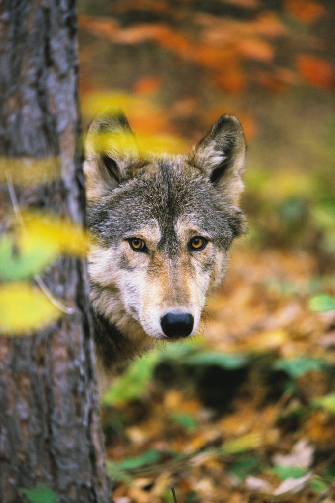 Triple-I Blog | “Landscape of Fear”: What Wolves Can Teach Us About ...